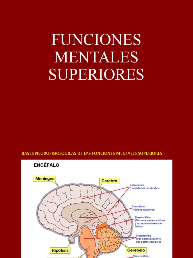 Funciones Mentales Superiores | PDF | Aprendizaje | Memoria