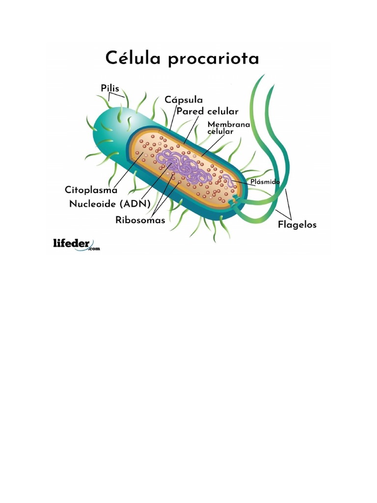 Celula Procariota | PDF