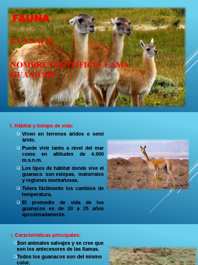 Guanaco | PDF