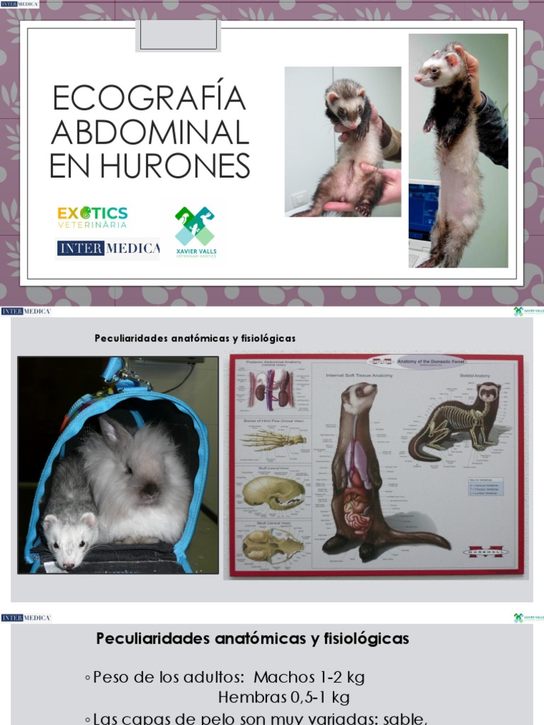 ECOGRAFIA en HURONES | PDF