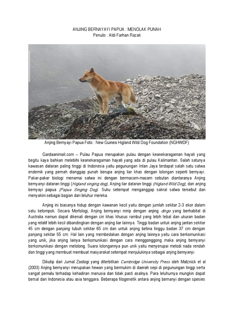 Anjing Bernayayi Papua | PDF