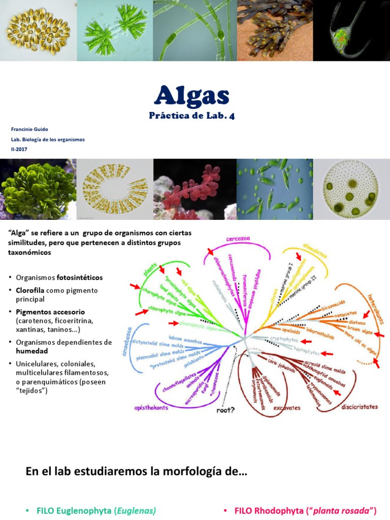 Lab 4-ALGAS | PDF