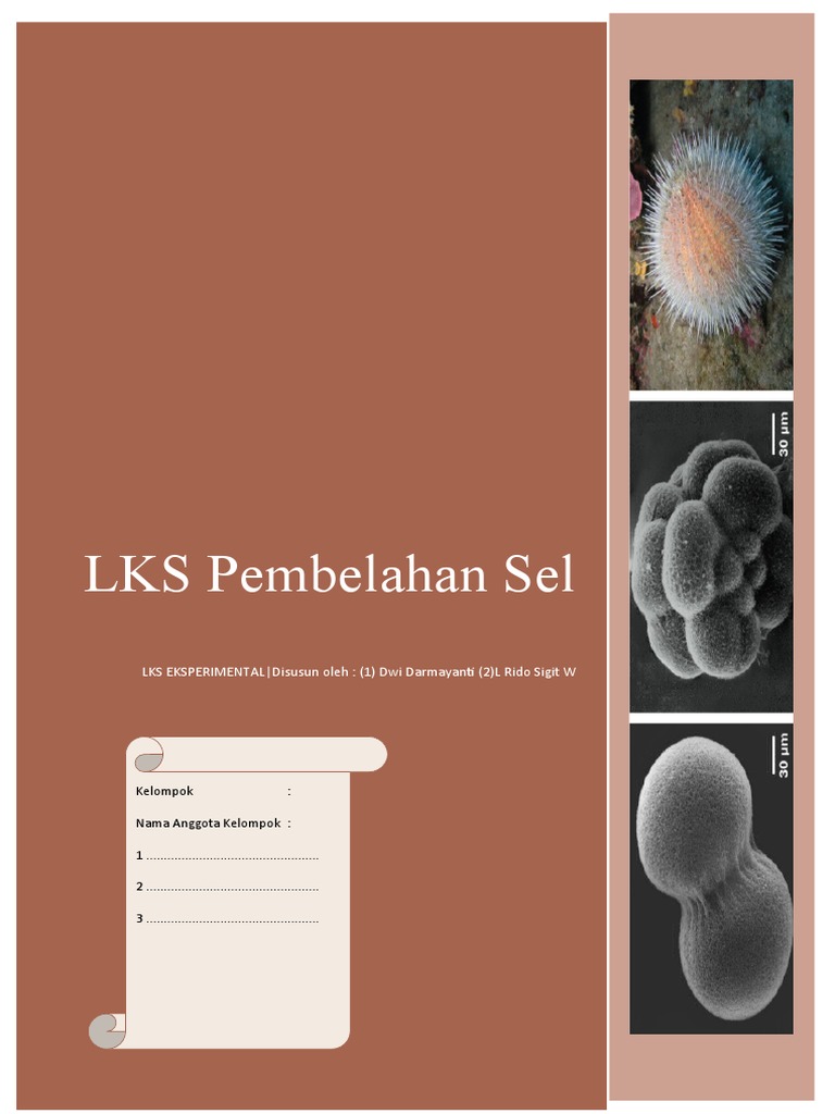 LKS Pembelahan Sel Fix | PDF