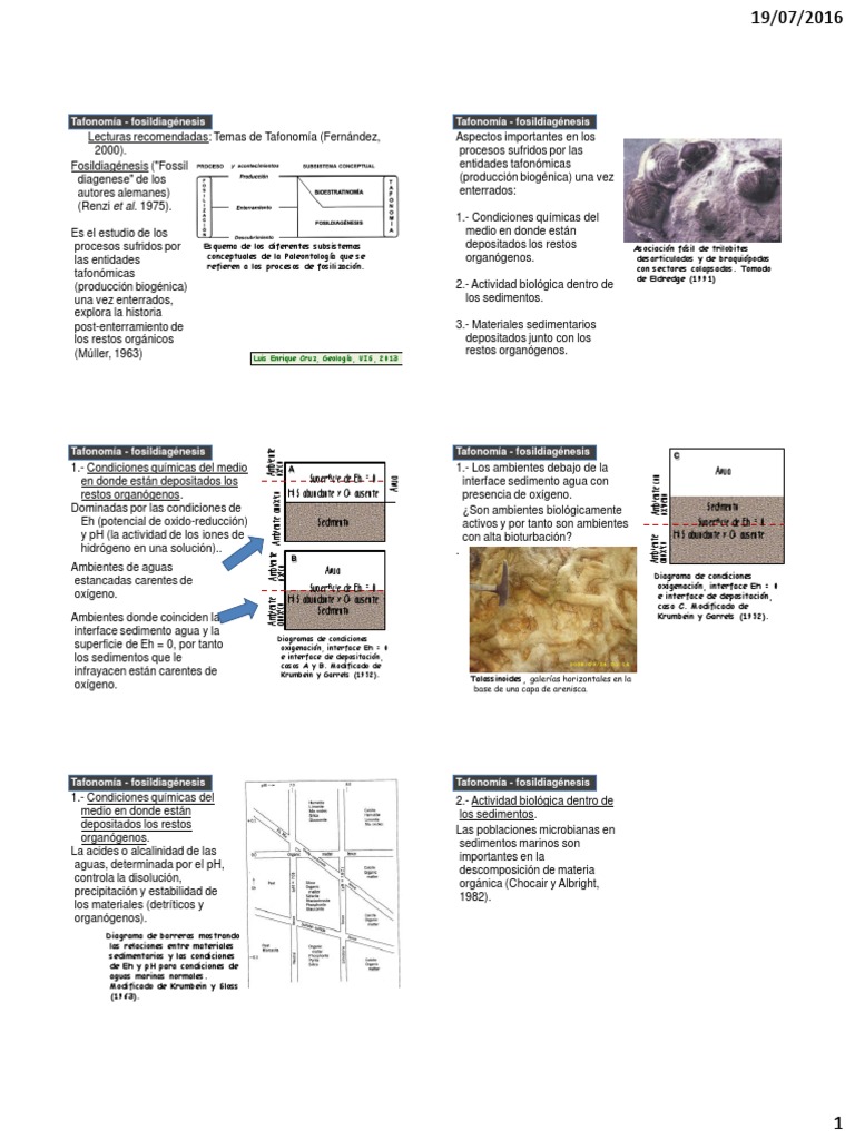 Procesos de Fosildiagénesis en Tafonomía | PDF | Fósil | Jabón