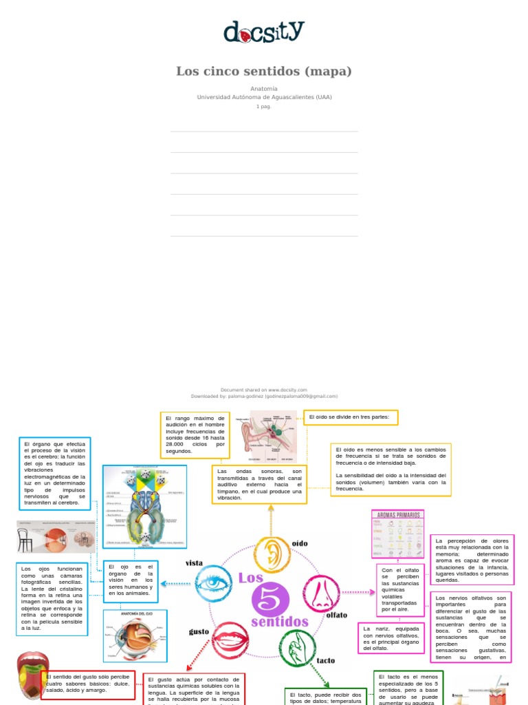 Docsity Los Cinco Sentidos Mapa | PDF | Gusto | Experiencia subjetiva