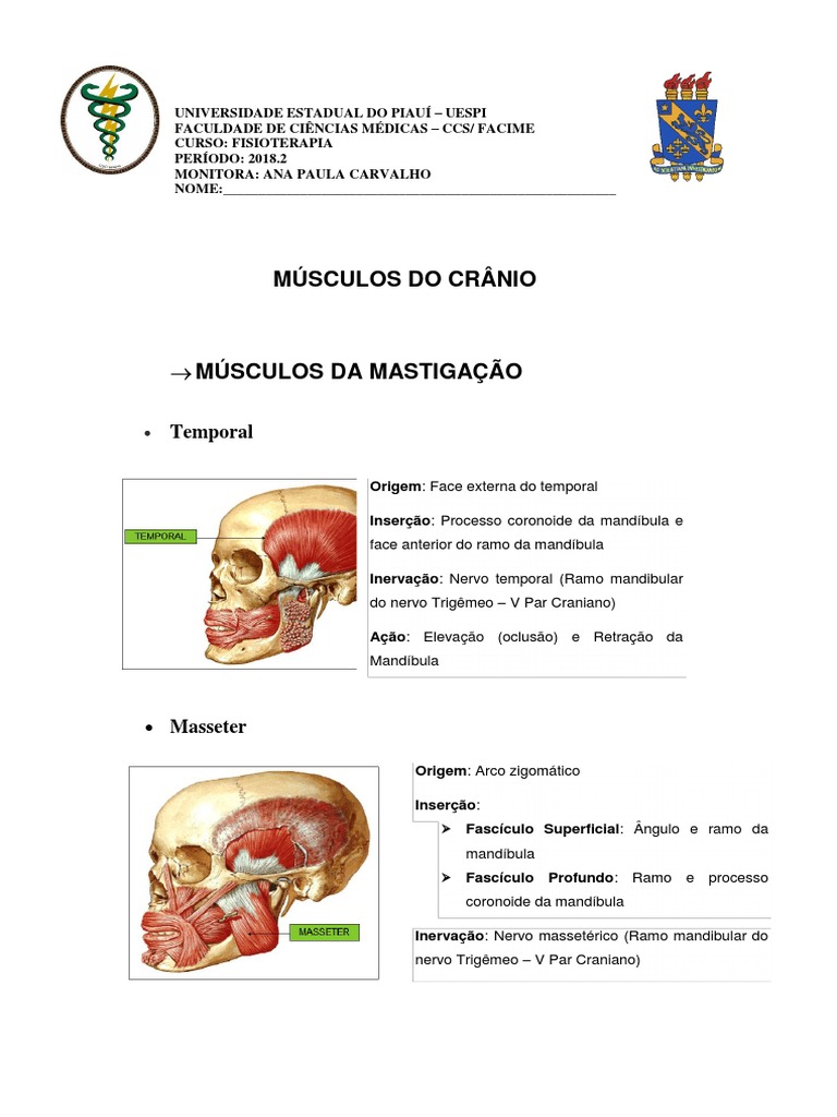 Músculos Do Crânio | PDF | Morfologia (Biologia) | Rosto