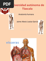 Visceras del Cuerpo Humano: Anatomía y Función | PDF | Sistema ...