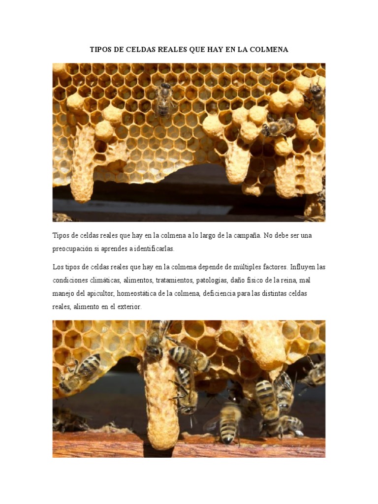 Tipos de Celdas Reales Que Hay en La Colmena | PDF