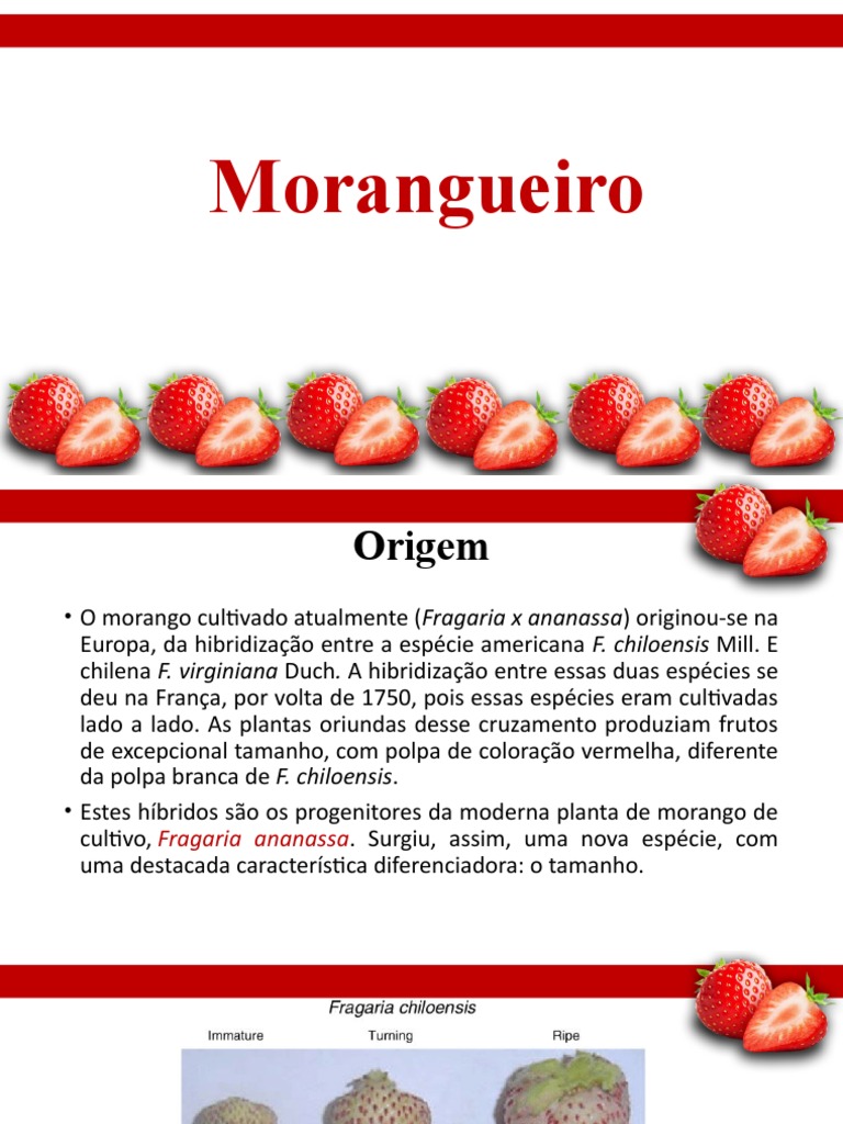 Cultivo de Morango | PDF | Flores | Pólen