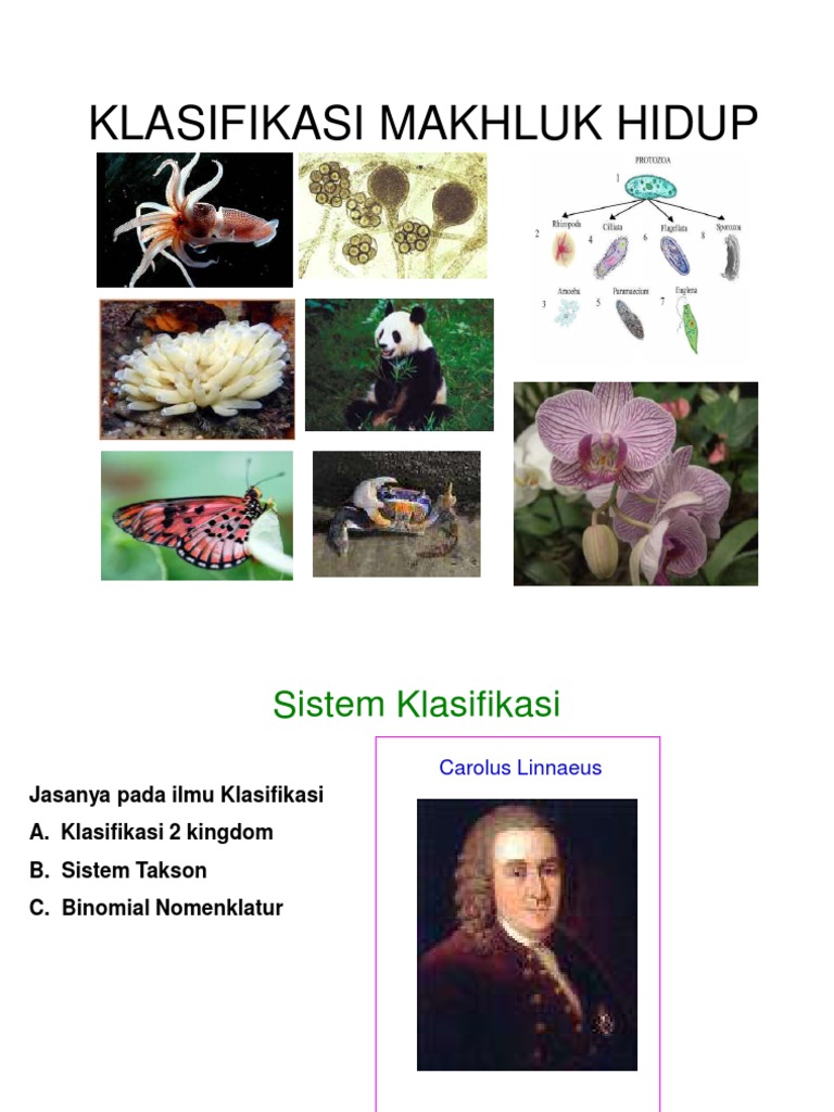 Klasifikasi Makhluk Hidup Menurut Linnaeus | PDF
