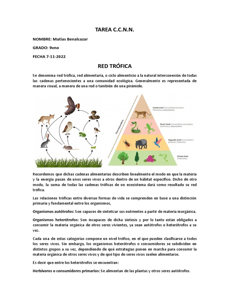 Red Trófica: Estructura y Ejemplos | PDF | Red alimentaria | Ciencia ...