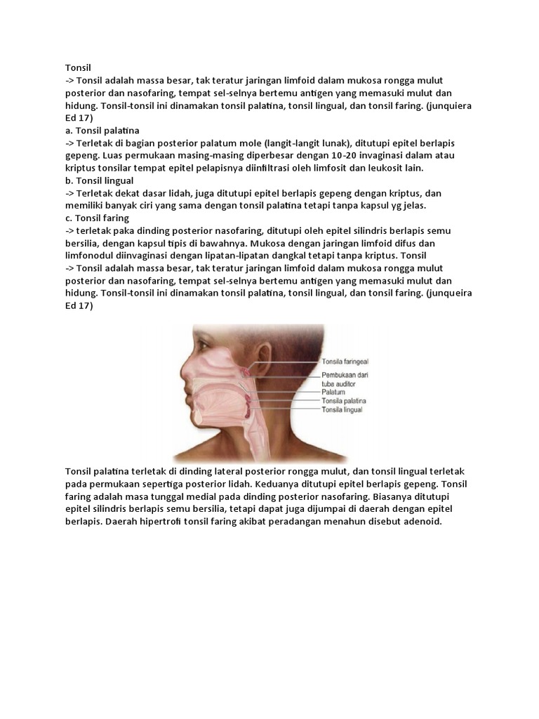 Word Histologi Tonsil | PDF