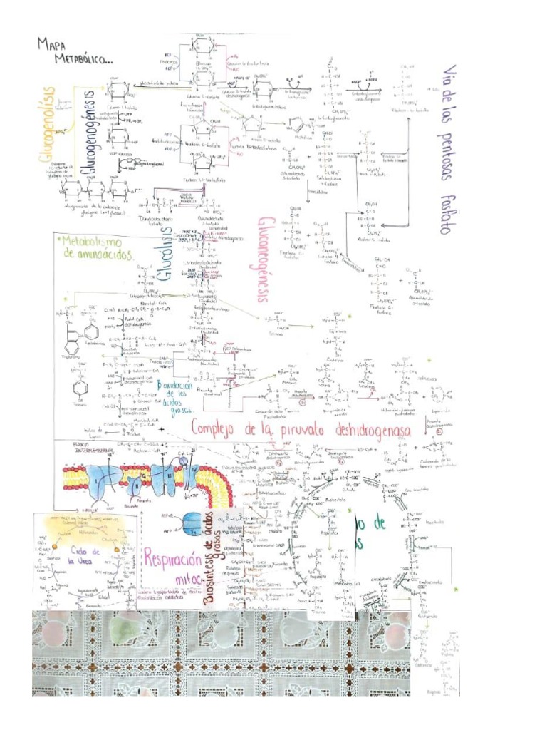 Mapa Metabólico Ii | PDF