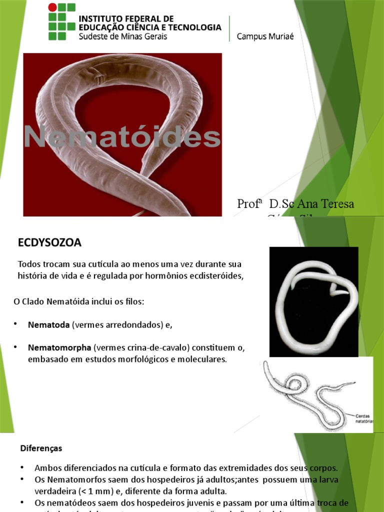 Filo Nematodeos | PDF