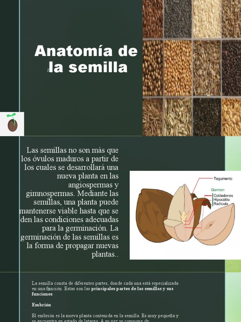 Partes y funciones de la semilla | PDF