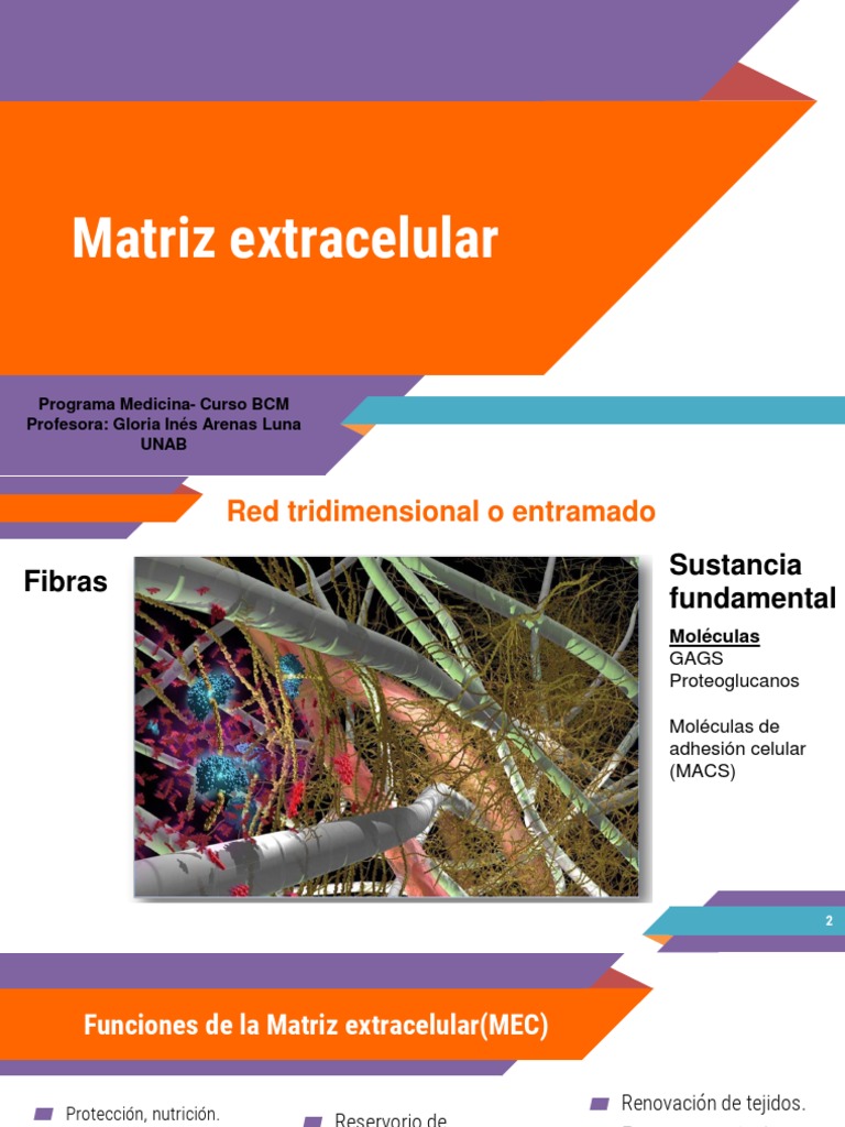 La matriz extracelular: un entramado complejo que sustenta y regula el ...