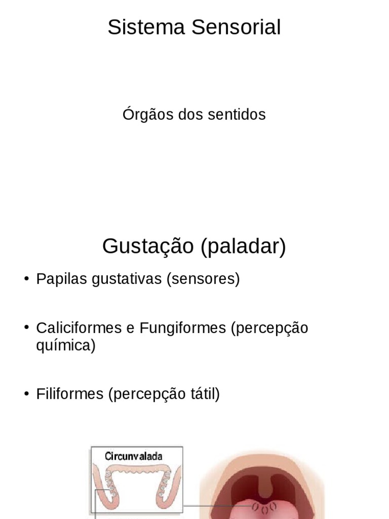 Sistema sensorial | PDF
