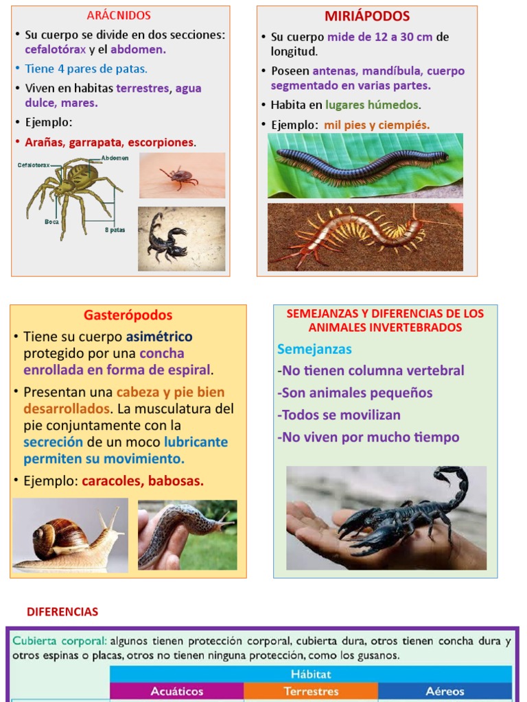 Arácnidos y su clasificación | PDF