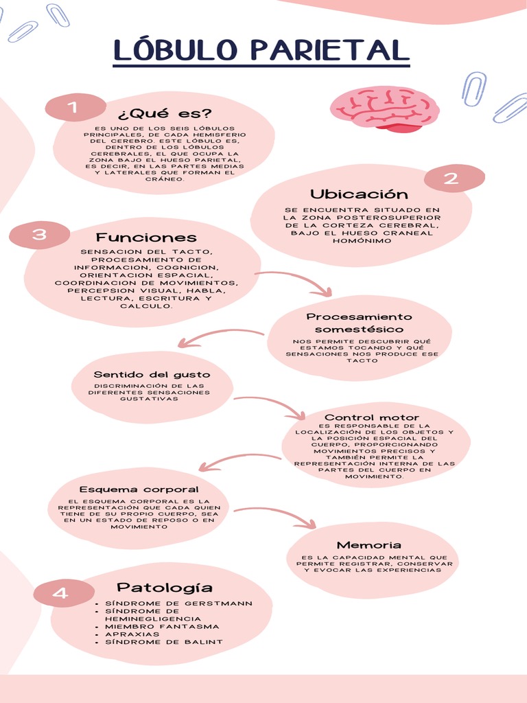 Infografia Del Lobulo Parietal GRUPO 2 | PDF | Cerebro | Lobulo parietal