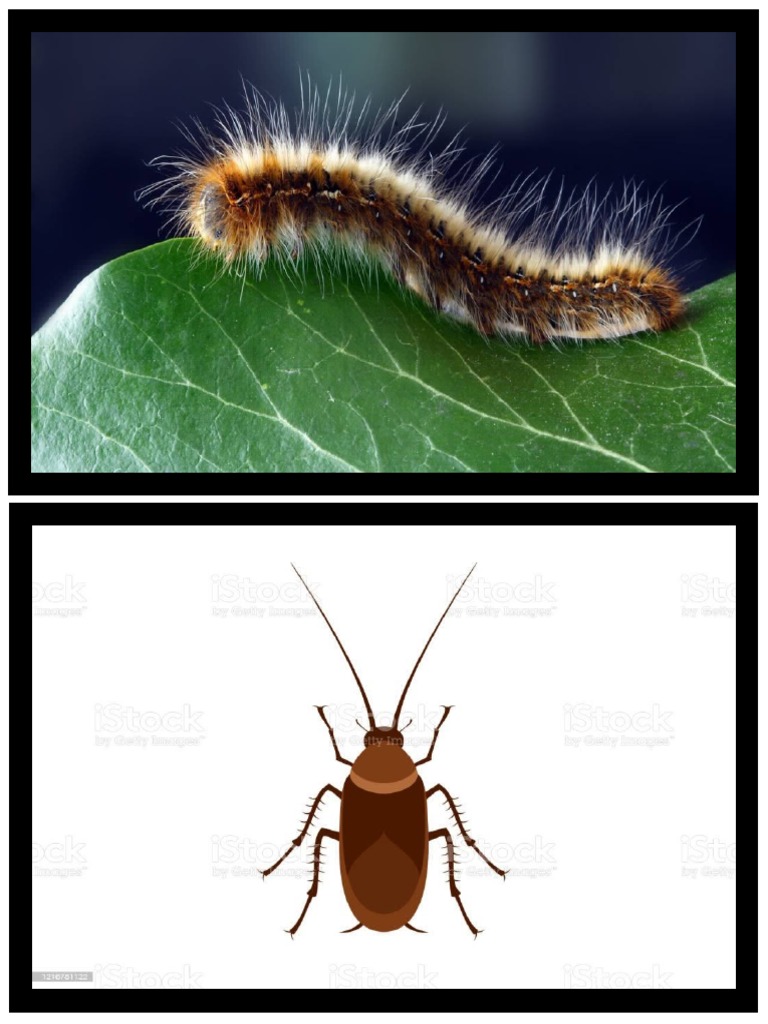 Flashcards-Crawling Insects | PDF
