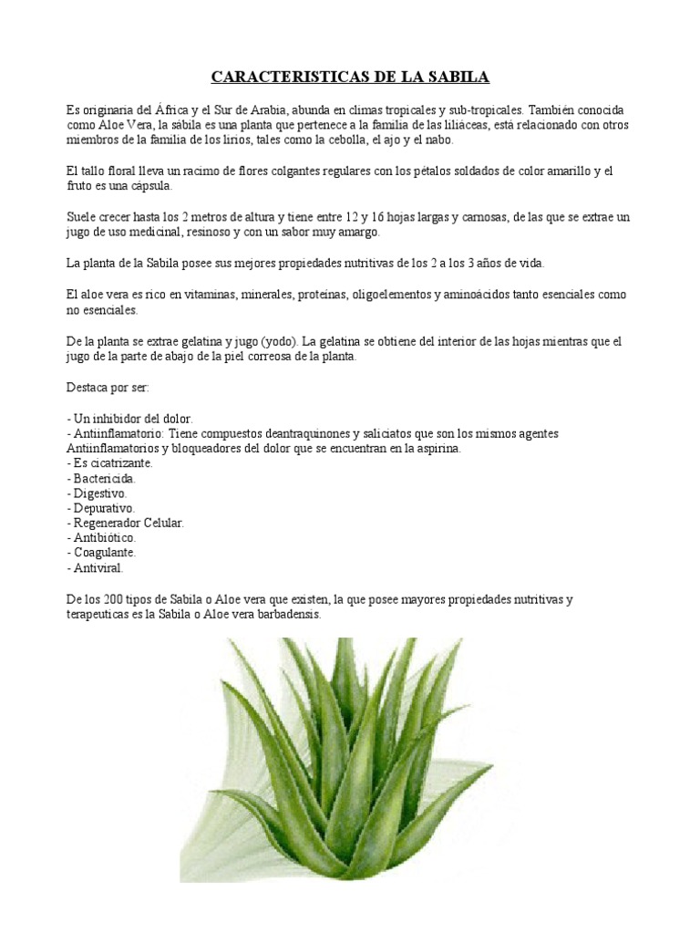 Caracteristicas de La Sabila | PDF | Cocina, comidas y vino