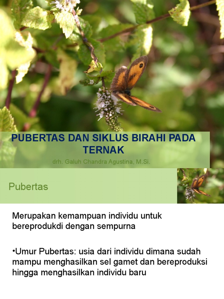 Pubertas Dan Siklus Birahi Ternak | PDF