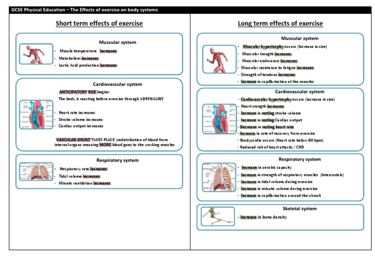 Long and Short Term Effects of Exercise On The Body | PDF | Skeletal Muscle | Heart Rate