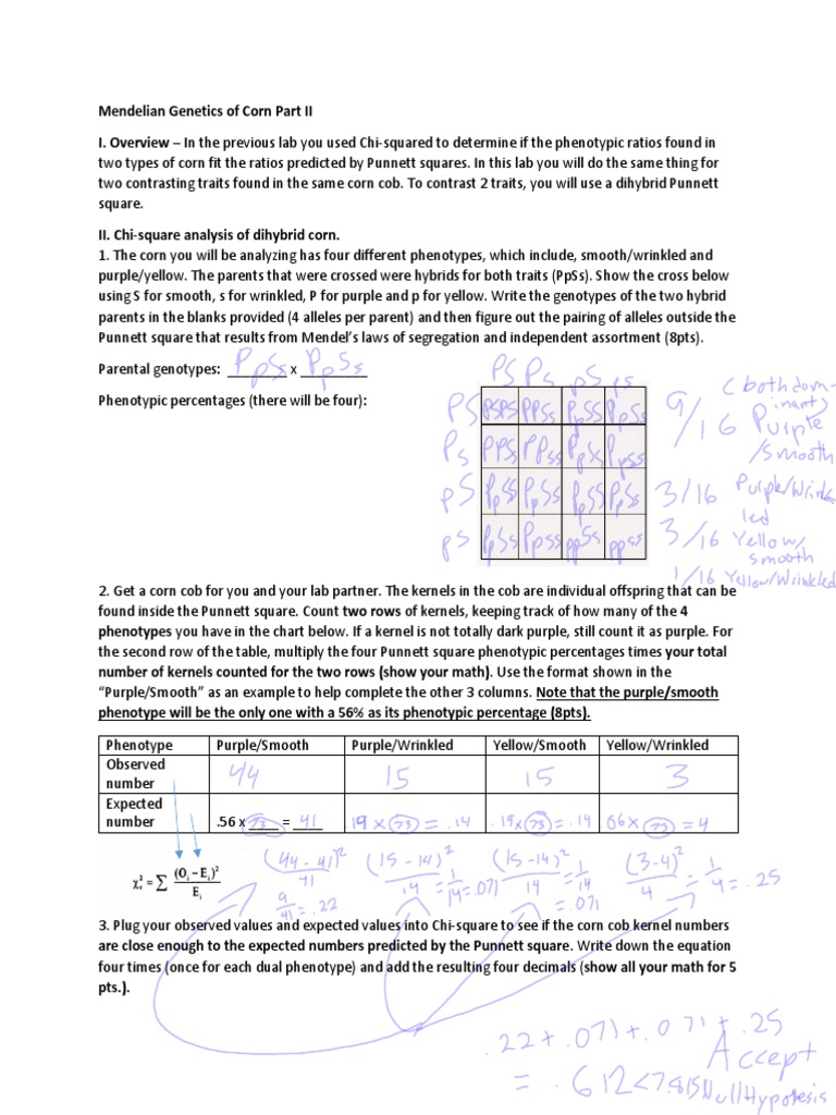 Kami Export - Mendelian Genetics of Dihybrid Corn 2021 | PDF