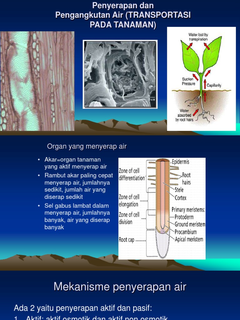 MEKANISME PENYERAPAN DAN PENGANGKUTAN AIR PADA TANAMAN | PDF