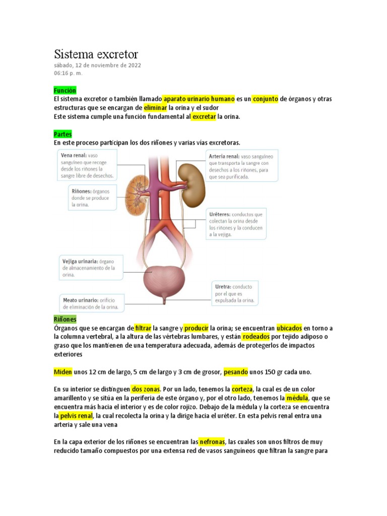 Sistema Excretor | PDF | Riñón | Sistema urinario