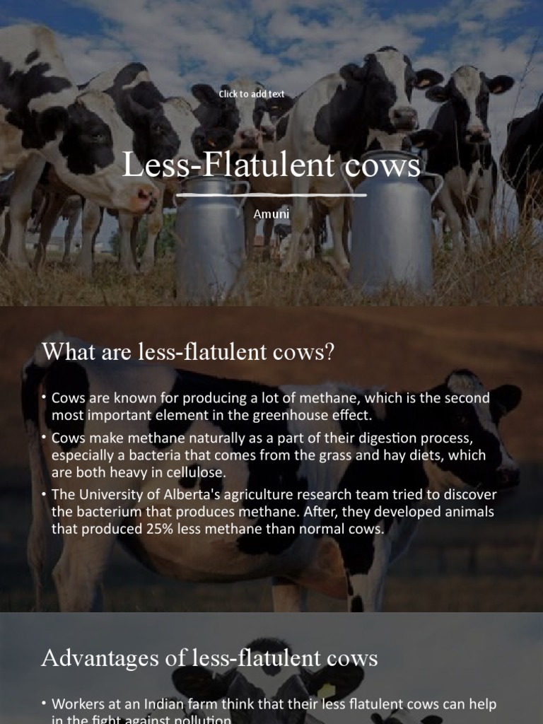 Less Flatulent Cows | PDF