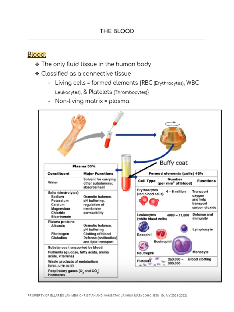 Circulatory System Pdf Heart Valve Atrium Heart