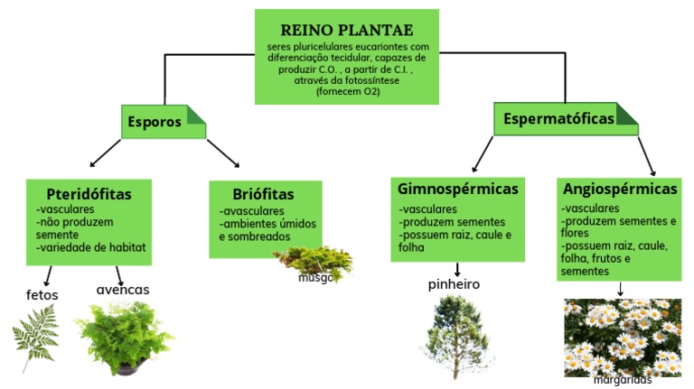 Classificação do Reino Plantae | PDF