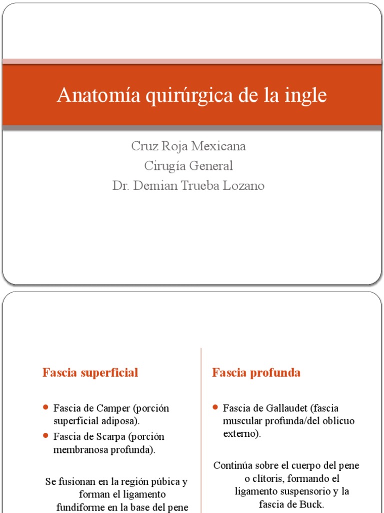 Anatomía Quirúrgica de La Ingle | PDF | Abdomen | Tejido suave