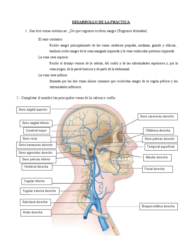 GUIA DE ANATOMÍA SESIÓN 9 Sistema Venoso y Linfático Grupo 4 | PDF ...
