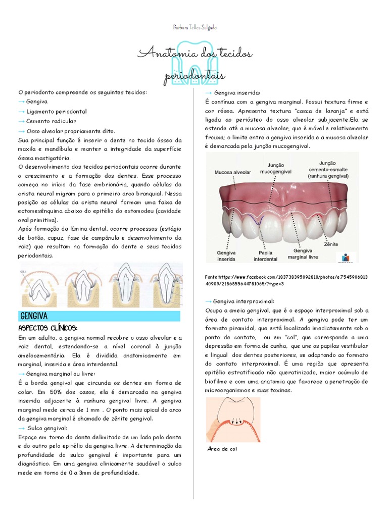 Periodontia I | PDF | Boca | Anatomia