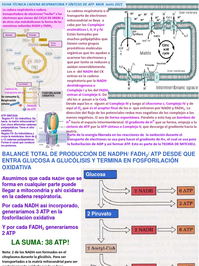 Ficha Tecnica TRANSPORTE E y SINTESIS DE ATP | PDF | Trifosfato de ...