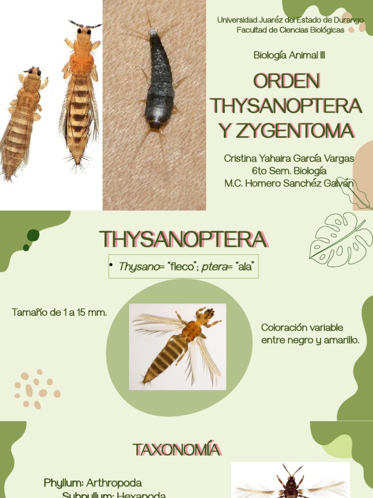 Taxonomía y Morfología de Thysanoptera | PDF | Insectos | Hexapoda