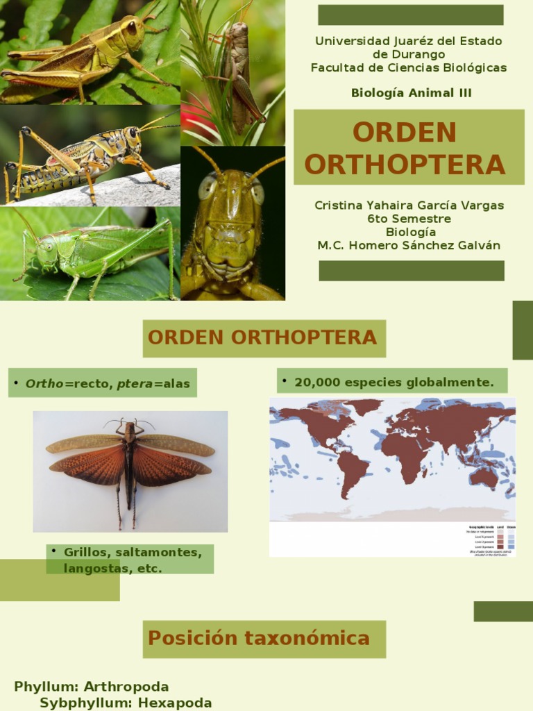 Características del Orden Orthoptera | PDF | Artrópodos | Insectos
