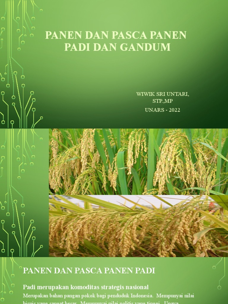 Proses Panen dan Pasca Panen Padi-Gandum | PDF