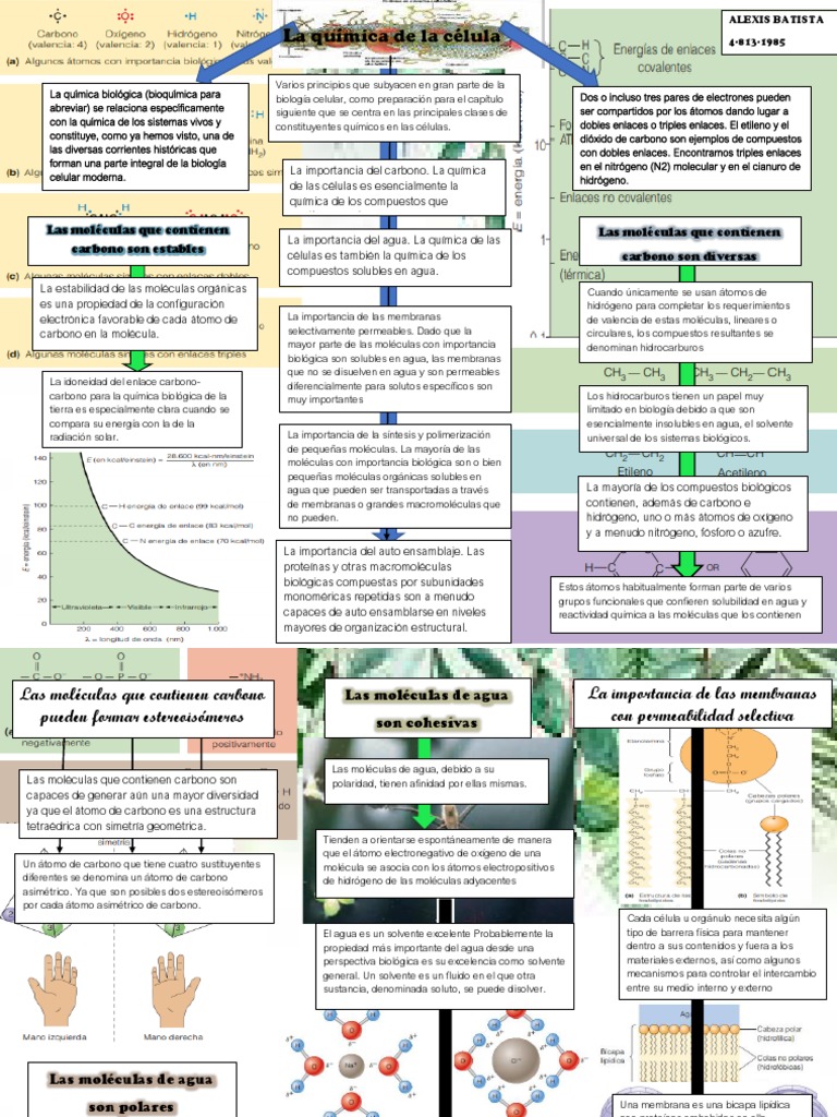 Mapa Conceptual Cap. 2 y 3 Bio | PDF | Estructura proteica | Proteínas