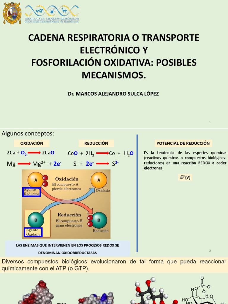 Cadena Respiratoria | PDF | Cadena de transporte de electrones | Trifosfato de adenosina
