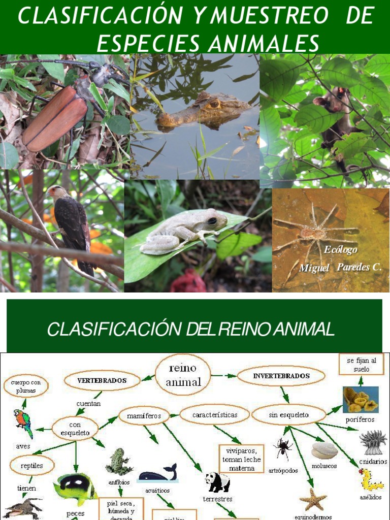 Clasificación de Especies Animales | PDF | Invertebrado | Vertebrados