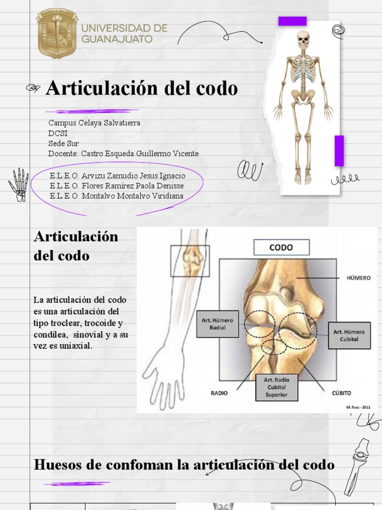 Anatomía y ligamentos del codo | PDF | Codo | Articulación