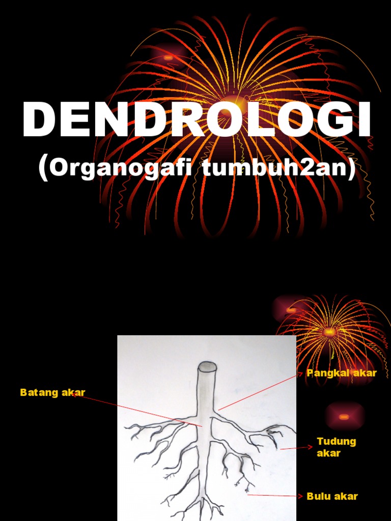 Jenis dan Bentuk Akar Tumbuhan | PDF