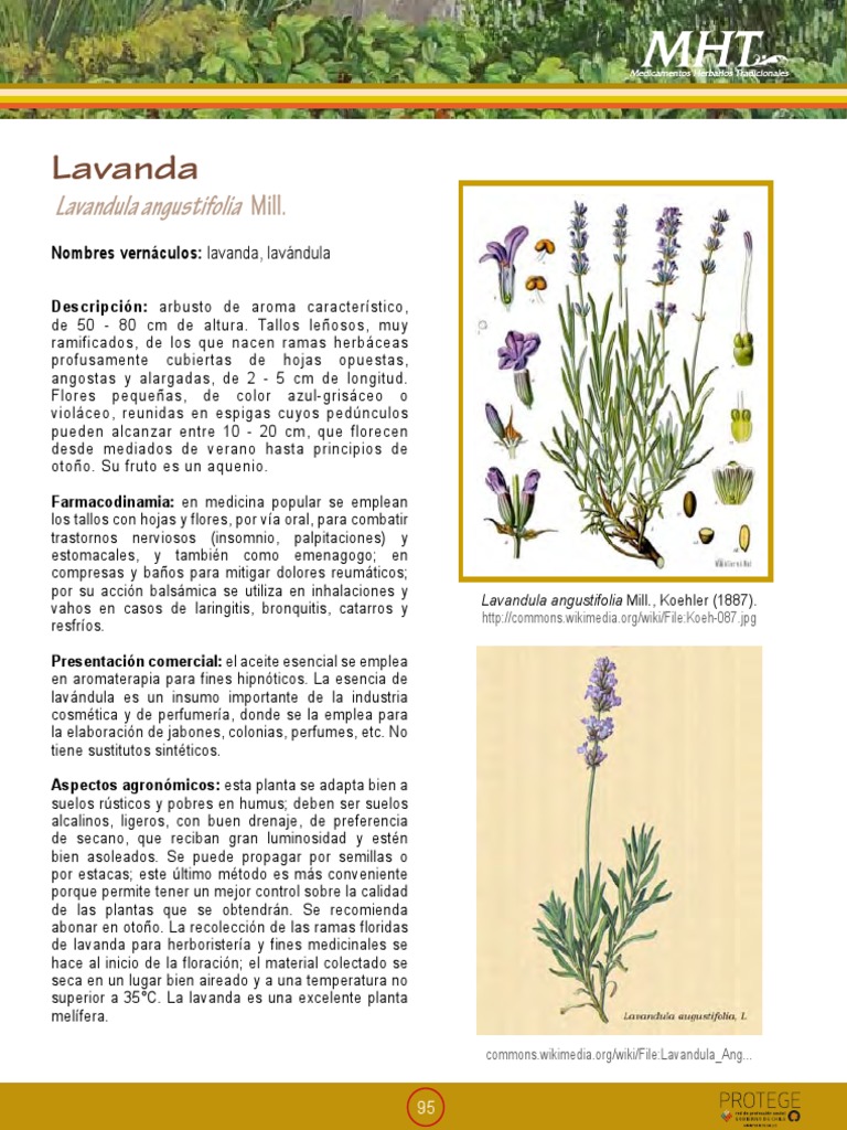 Lavanda: Lavandula Angustifolia | PDF | Lavandula | Agua