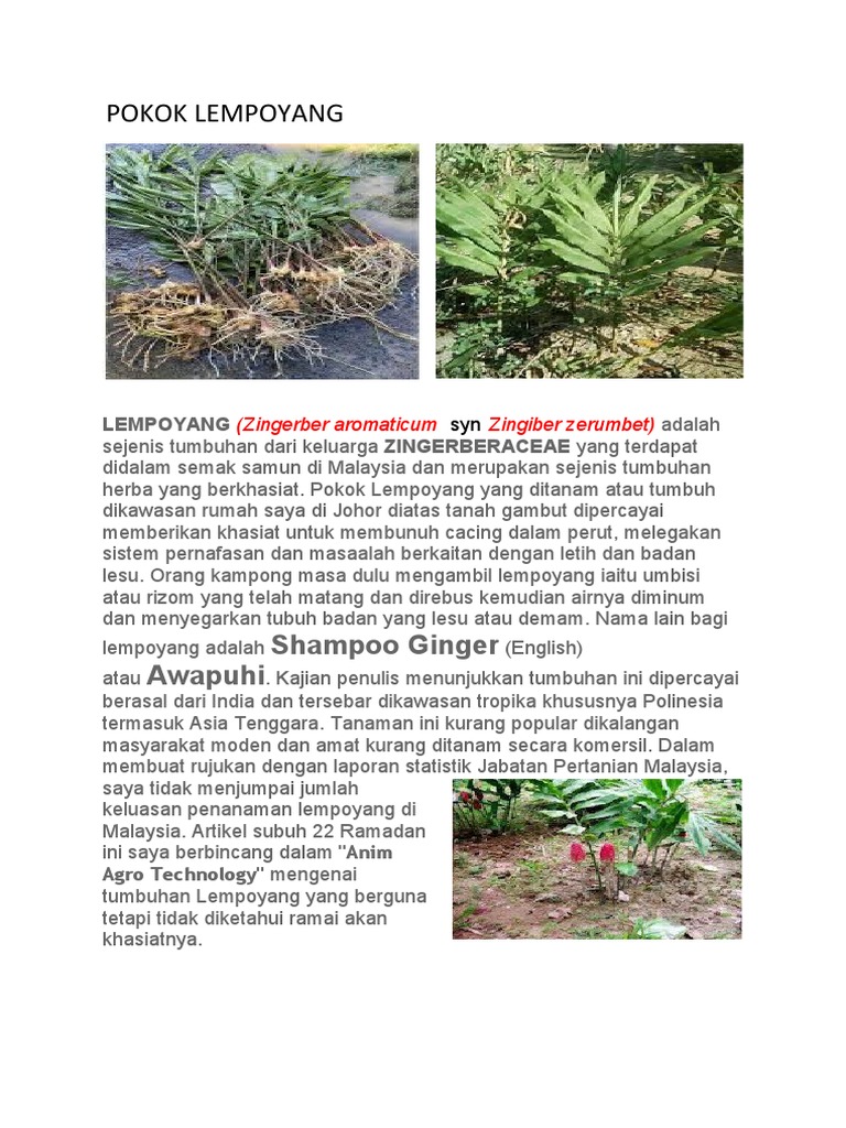 Pokok Lempoyang | PDF
