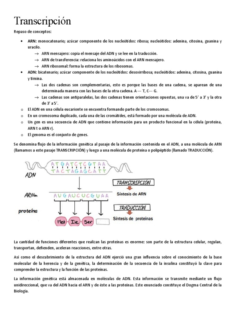 Transcripción y traducción del ADN | PDF | Rna | Traducción (biología)