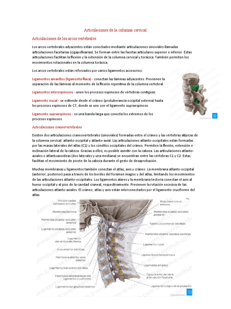 Articulaciones de La Columna Cervical | Descargar gratis PDF | La columna vertebral | Articulación