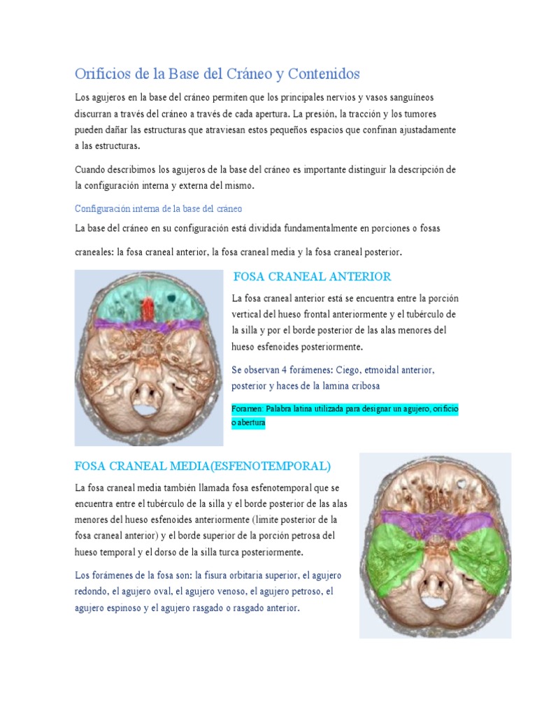 Orificios De La Base Del Cráneo Y Contenidos Pdf Cráneo Sistema